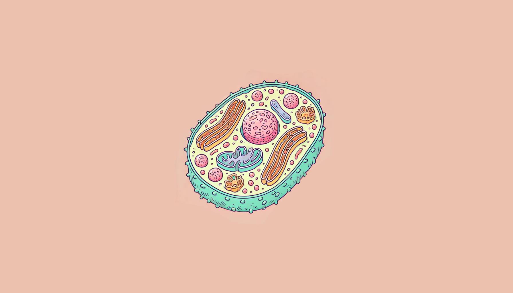 Ribosomas: qué son, función e importancia | Wuolah